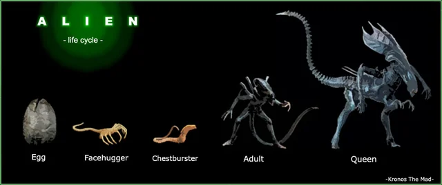 Xenomorph Life Cycle | Stuff 'n' Things Wiki | Fandom