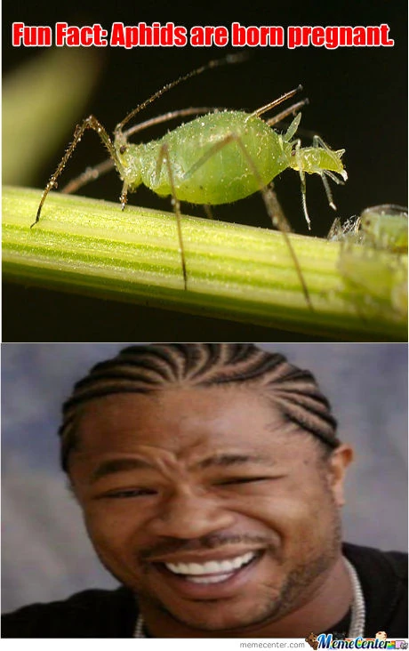 Aphid | Stupid Wings of Fire Wiki | Fandom