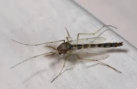 Midge | Stupid Wings of Fire Wiki | Fandom