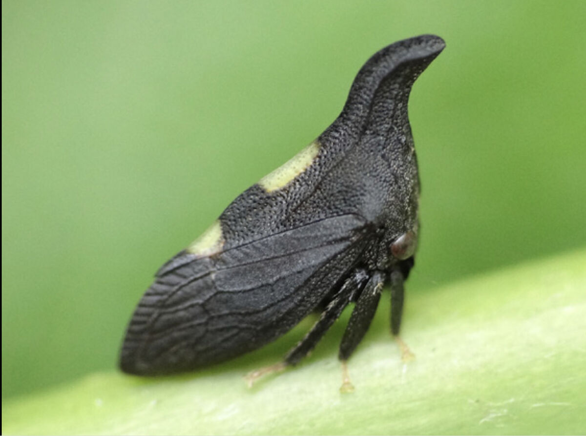 Treehopper | Stupid Wings of Fire Wiki | Fandom Treehopper | Stupid Wings of Fire Wiki | Fandom