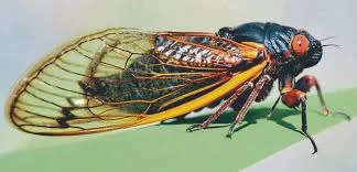 Lady Cicada | Stupid Wings of Fire Wiki | Fandom