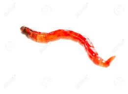 Lady Bloodworm | Stupid Wings of Fire Wiki | Fandom