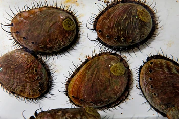 Abalone | Stupid Wings of Fire Wiki | Fandom