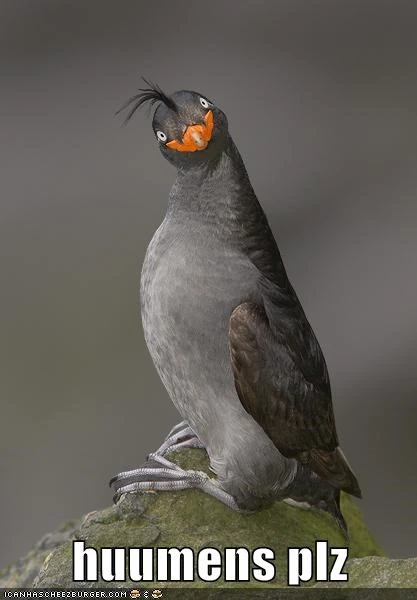 Princess Auklet | Stupid Wings of Fire Wiki | Fandom