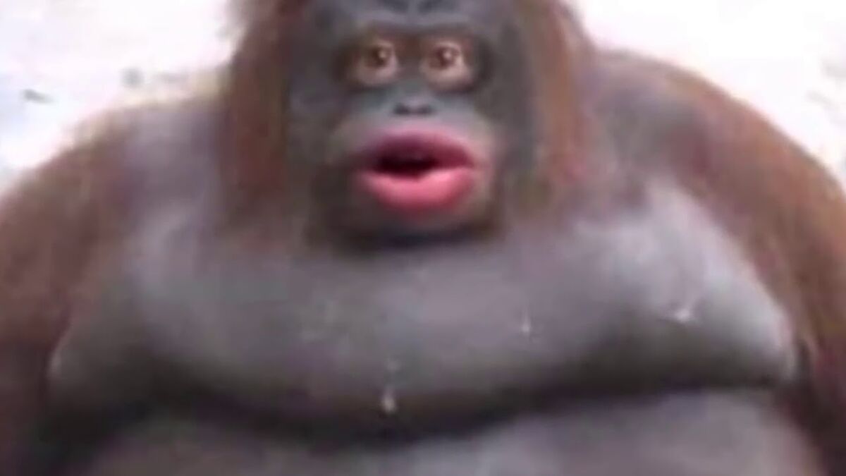 Orangutan | Stupid Wings of Fire Wiki | Fandom Orangutan | Stupid Wings of Fire Wiki | Fandom