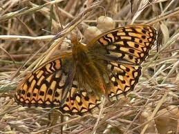 Silverspot | Stupid Wings of Fire Wiki | Fandom