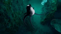 Cuddlefish | Subnautica Wiki | Fandom