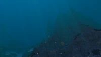 Grand Reef | Subnautica Wiki | Fandom