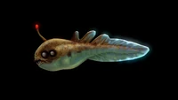 Blighter | Subnautica Wiki | Fandom