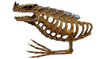 Real Leviathan Skeleton