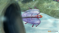 Bladderfish (Below Zero) | Subnautica Wiki | Fandom