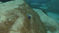Crash Zone | Subnautica Wiki | Fandom
