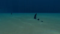 Sand Shark | Subnautica Wiki | Fandom