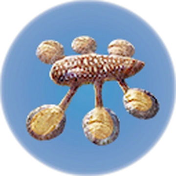 how to cook fish in subnautica