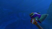Noot Fish | Subnautica Wiki | Fandom