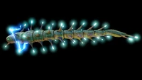 Ampeel | Subnautica Wiki | Fandom