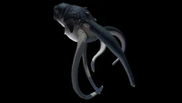 Cuddlefish | Subnautica Wiki | Fandom