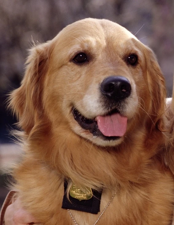 Levi | Sue Thomas F.B.Eye Wiki | Fandom