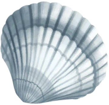 Clam Shell Png