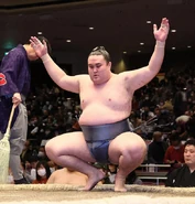 Kinbozan Haruki | Sumowrestling Wiki | Fandom