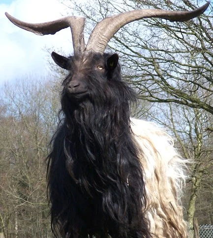 Johan the Goat | SundaySigil Wiki | Fandom
