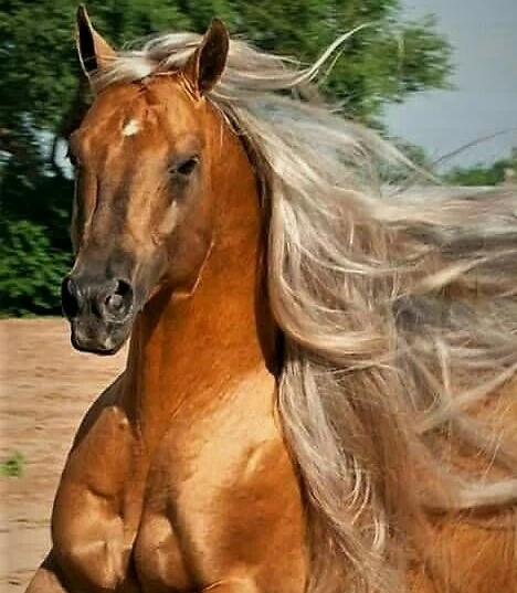 Glaer, "the Shining" | SundaySigil Wiki | Fandom