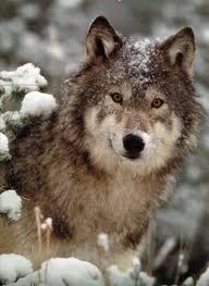 Caden | Sunrise Wiki | Fandom