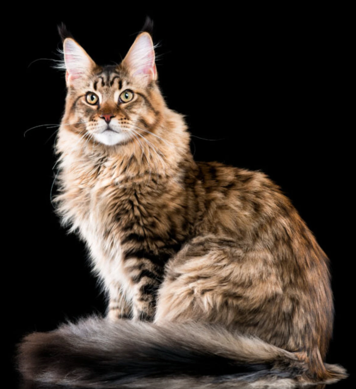 Bramblefoot | EmberClan Roleplay Wiki | Fandom