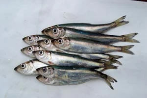 Silakka | Suomen Kalastus Wiki | Fandom