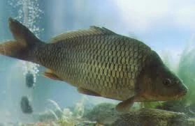 Karppi | Suomen Kalastus Wiki | Fandom