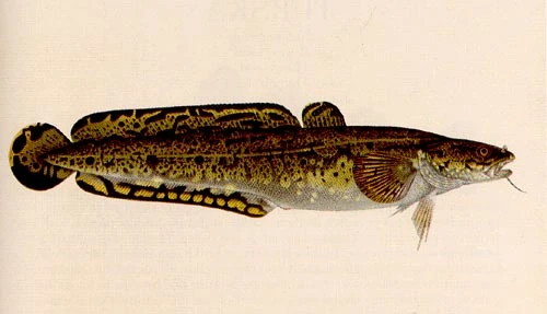 Made | Suomen Kalastus Wiki | Fandom