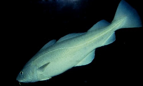 Turska | Suomen Kalastus Wiki | Fandom