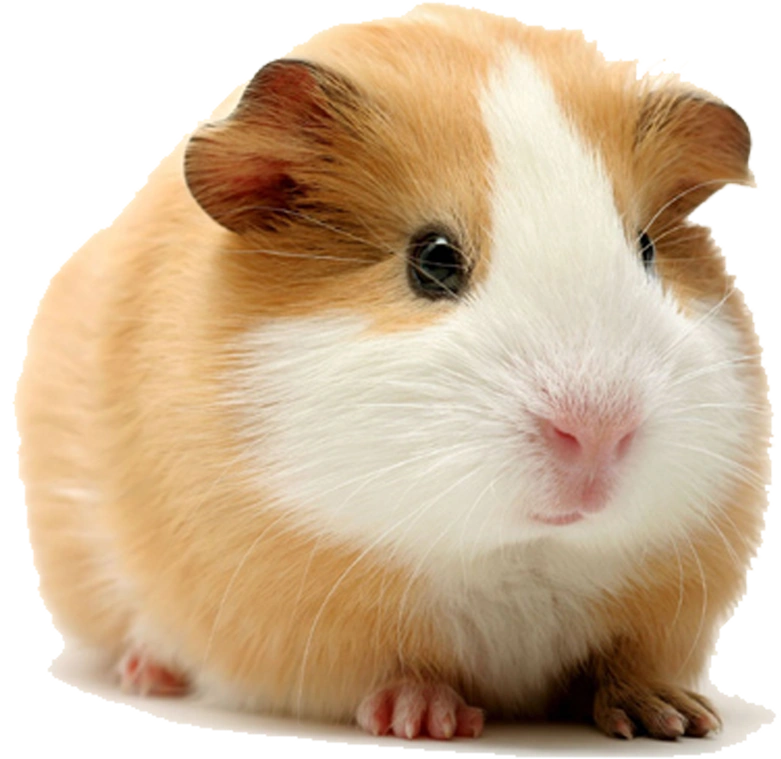 Roffo | Super ARC Bros. Brawl Wikia | Fandom