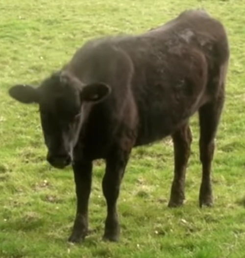 Cows | Super ARC Bros. Brawl Wikia | Fandom