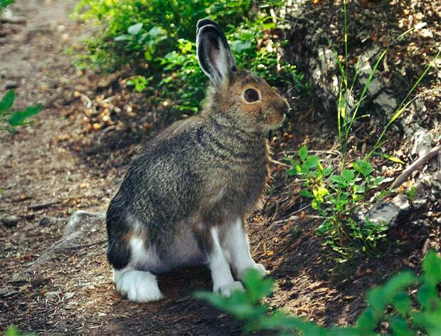 Mr. Rabbit | Super Counters Wiki | Fandom