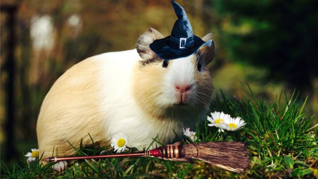 Mrs. Witch | Super Counters Wiki | Fandom