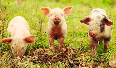 Three little pigs | Super Counters Wiki | Fandom