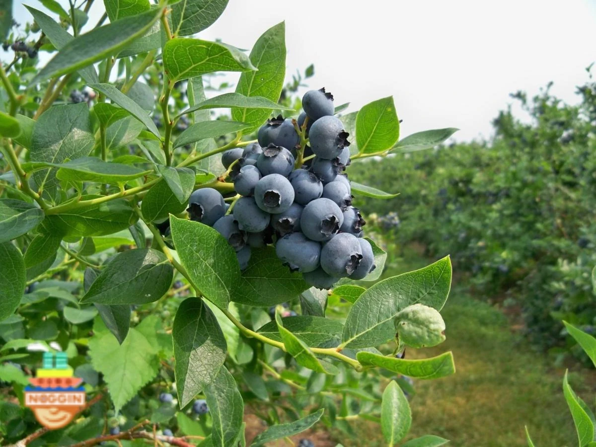 The Berry Counting Adventure | Super Counters Wiki | Fandom