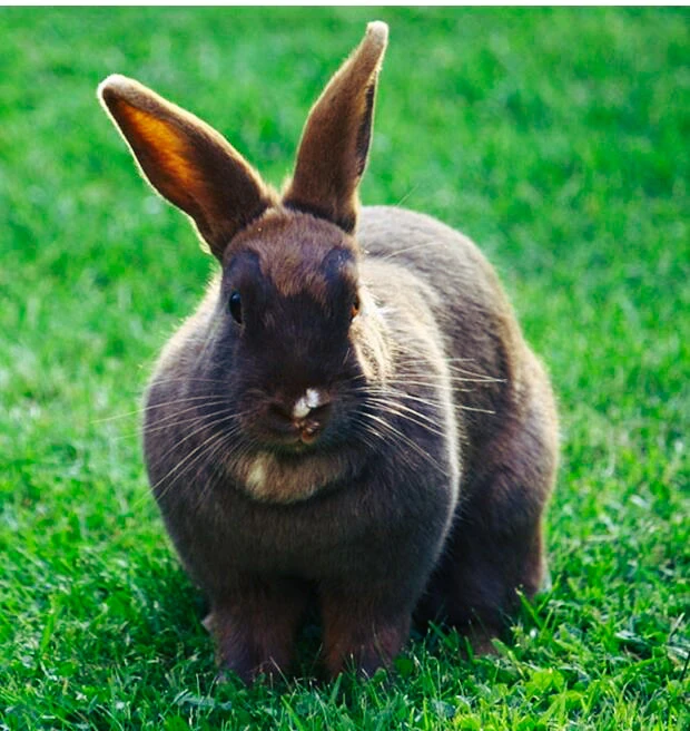 Mrs. Rabbit | Super Counters Wiki | Fandom