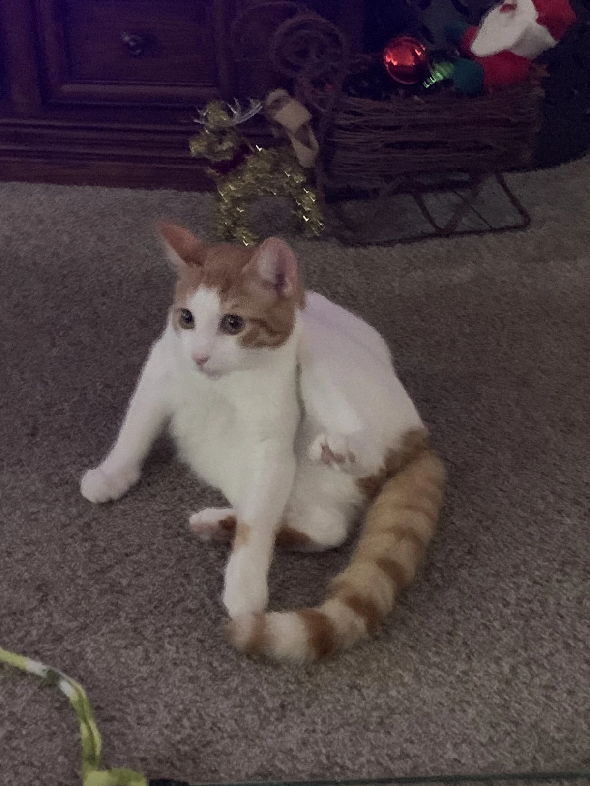 George (cat) | Super Mario Toy Plush Studios Wiki | Fandom