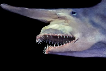 Big Scary Real Sharks
