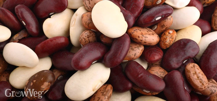 Beans | Super Reliable Wiki | Fandom