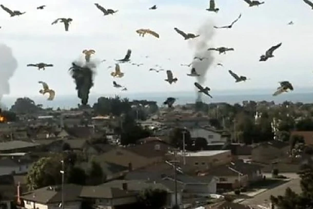 Birdemic | SuperEpicFailpedia Wiki | Fandom