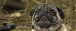 Sergeant Pugsley | SuperEpicFailpedia Wiki | Fandom