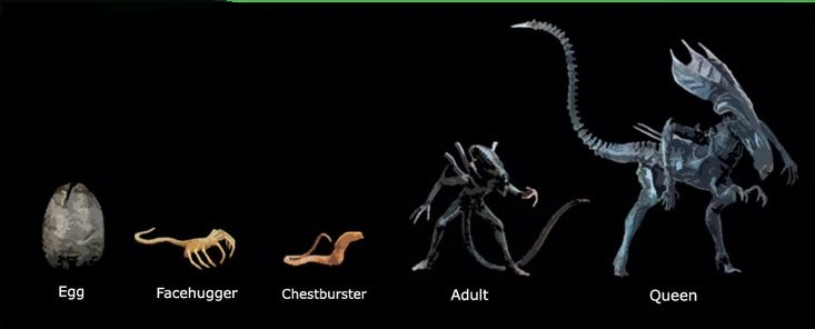 Xenomorph Types