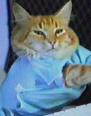 Keyboard Cat (Fatso) | SuperEpicFailpedia Wiki | Fandom