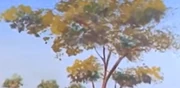 Honey Locust | SuperFriends Wiki | Fandom