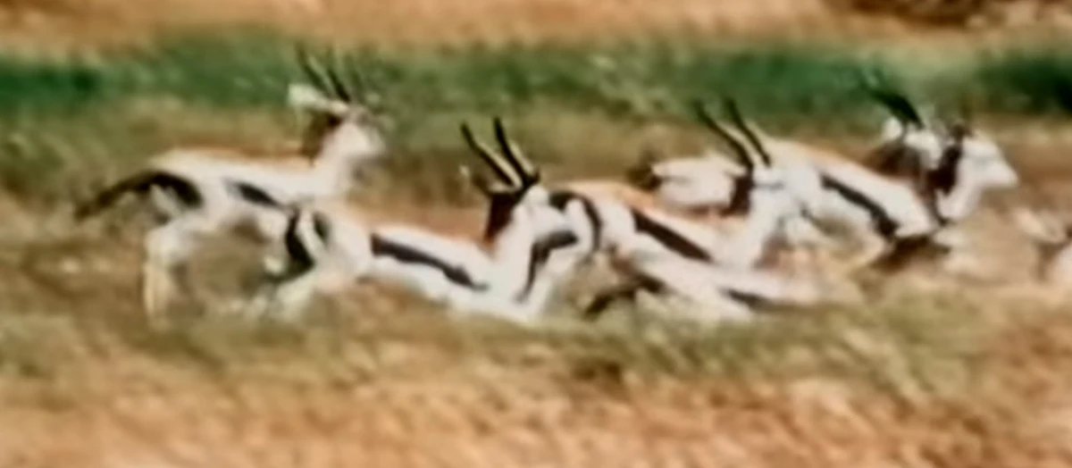 Antelope | SuperFriends Wiki | Fandom
