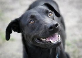 Baxter/Big Doggo | SuperGamer's Personal Wiki | Fandom