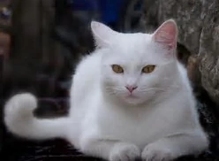 Mrs. Purr | SuperGamer's Personal Wiki | Fandom